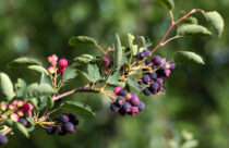 Kocúrnik obyčajný - pestovanie, účinky a využitie - Tipio.sk