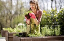 Georgíny (Dahlie) - ako na ich pestovanie? - Tipio.sk