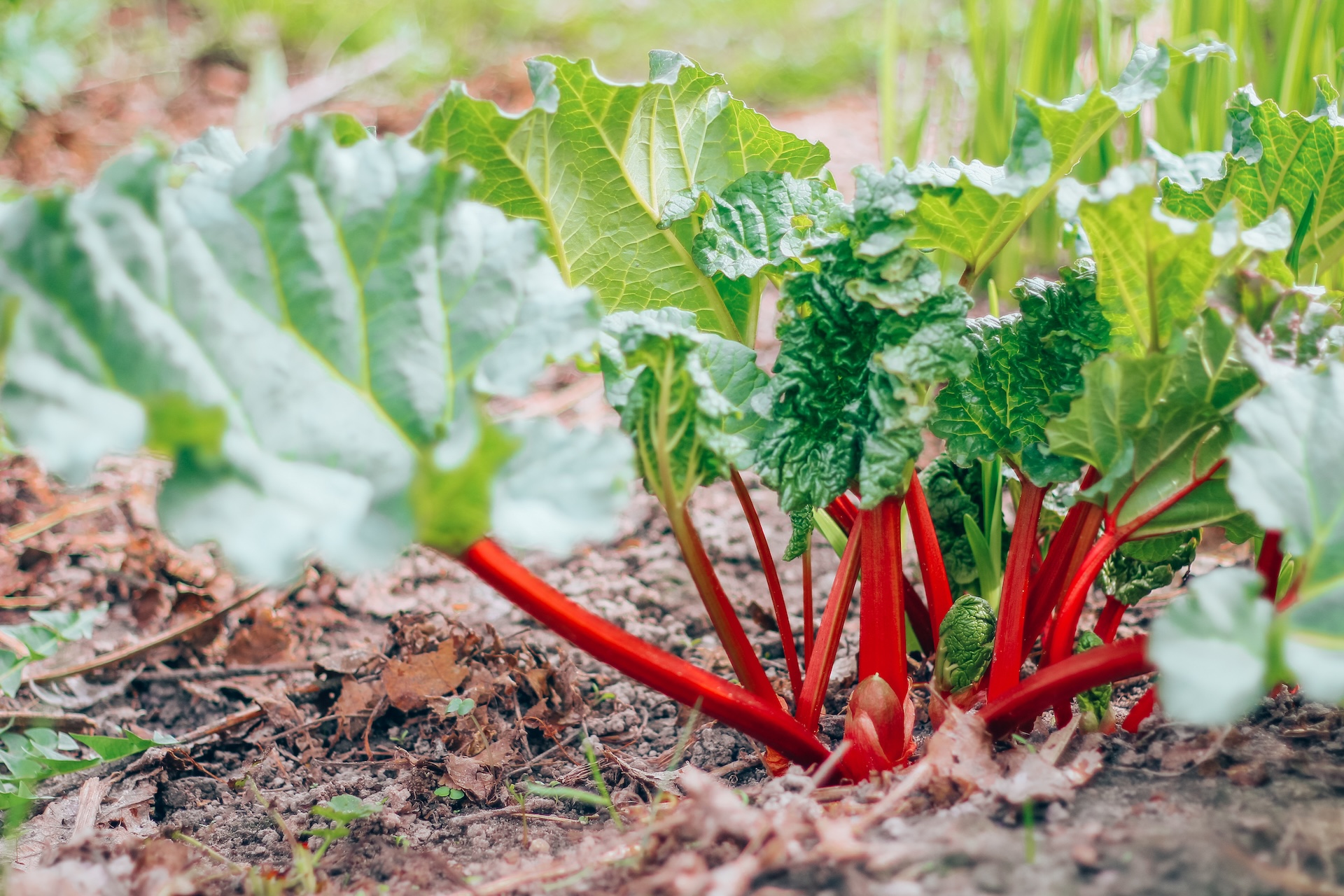 Rebarbora - ako pestovať a čistiť rebarboru? - Tipio.sk