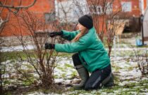 Georgíny (Dahlie) - ako na ich pestovanie? - Tipio.sk
